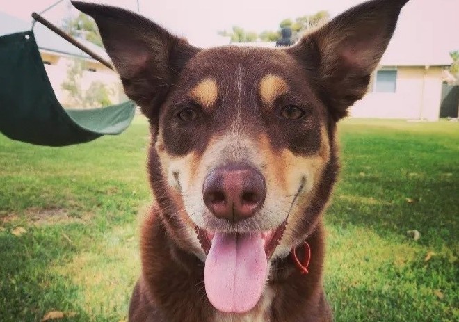 Amazing result for Collie Nose - McDowell's Herbal Treatments