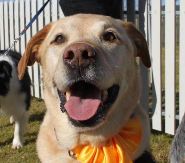 Buster, the 13 year old labrador cross and his arthritis concerns ...