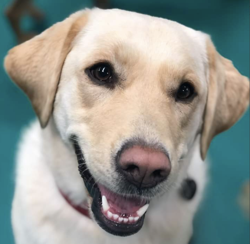 Excitable Labrador pup is finally calm! - McDowell's Herbal Treatments