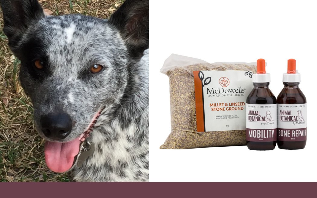 McDowell’s Cruciate Ligament Program, along with OsteoDog, is amazing ...