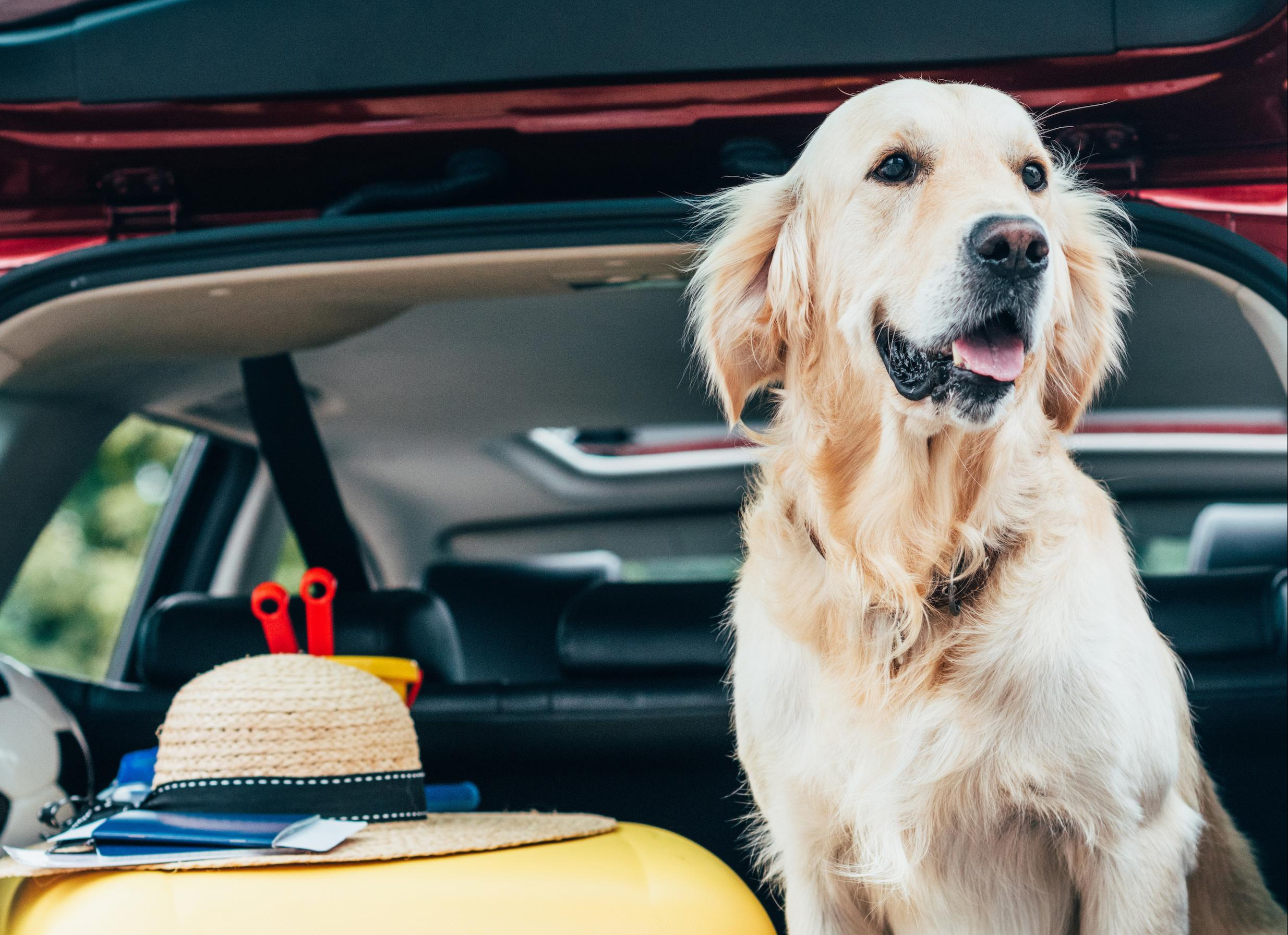 Roaming with Rover: Tips and tricks for travelling with dogs - McDowell ...