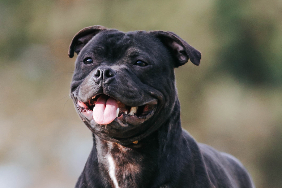 Cara's Tumor - McDowell's Herbal Treatments